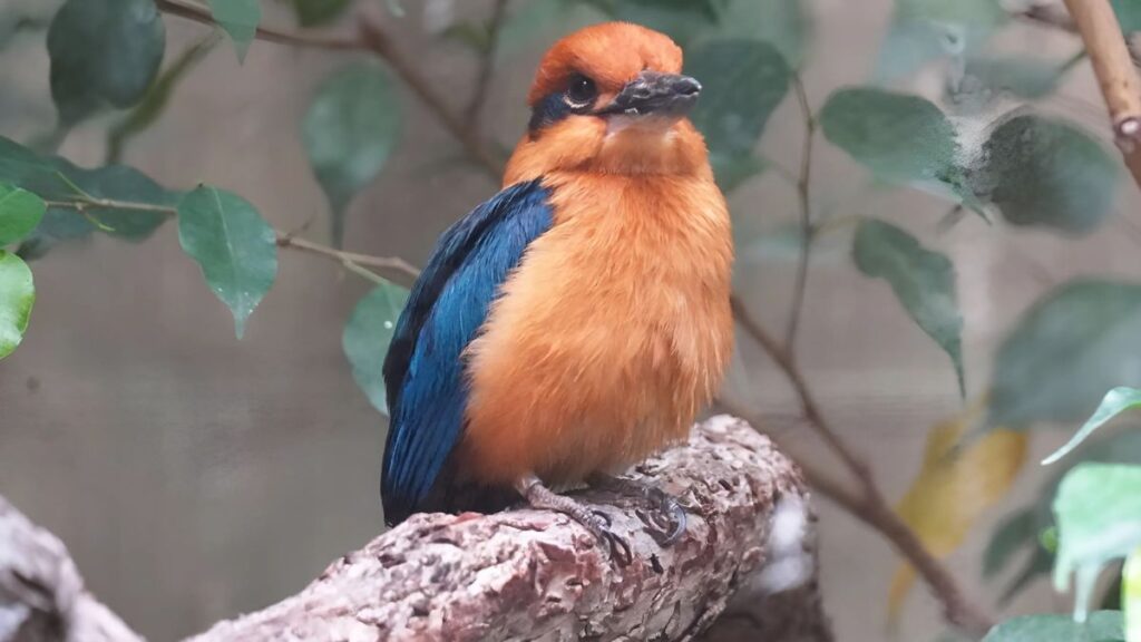 Extinct No More - Rare and Beautiful Bird Rediscovered After 100 Years ...